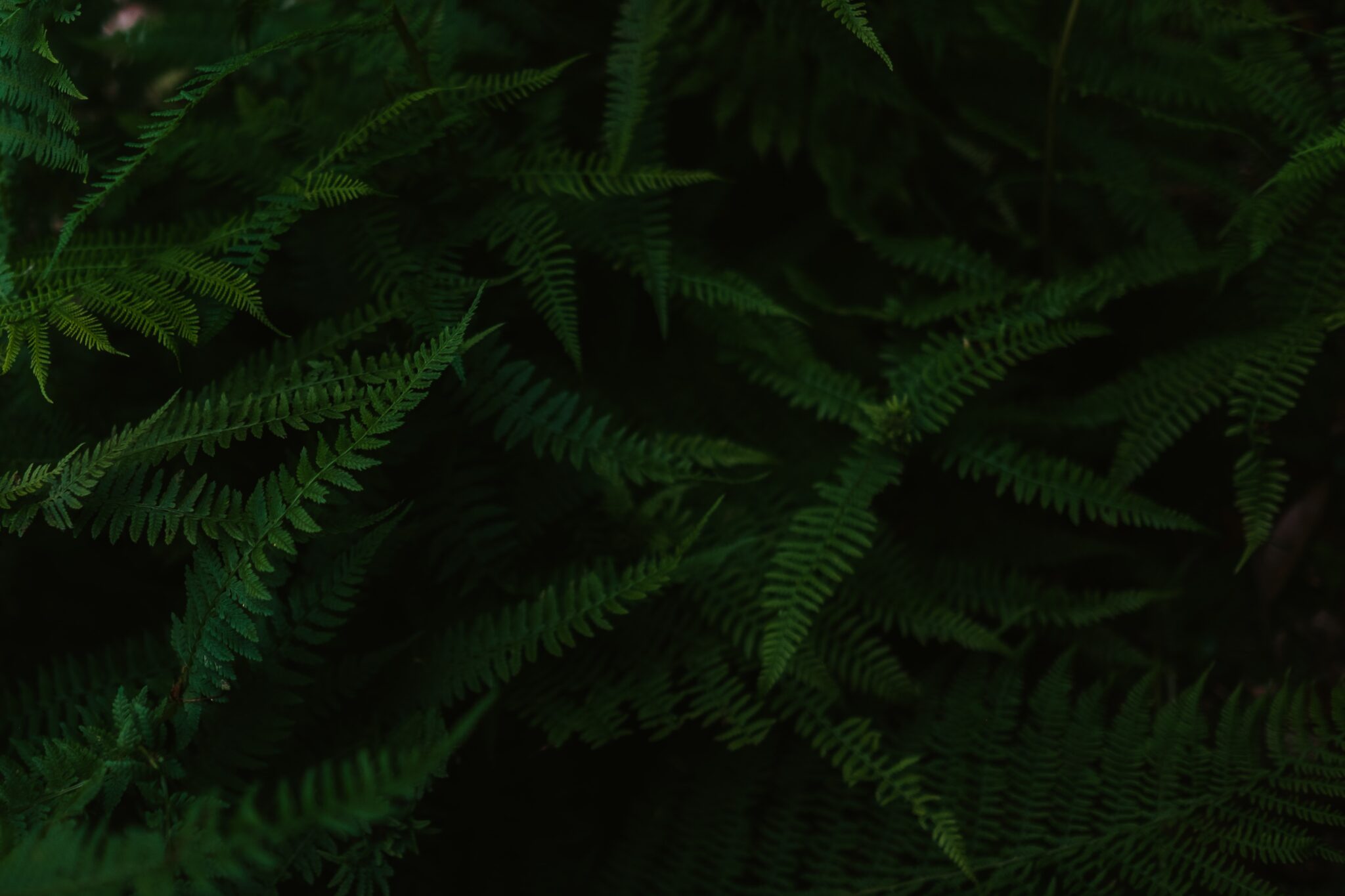 Understanding the Meaning of Black Auras - EZ Manifesting